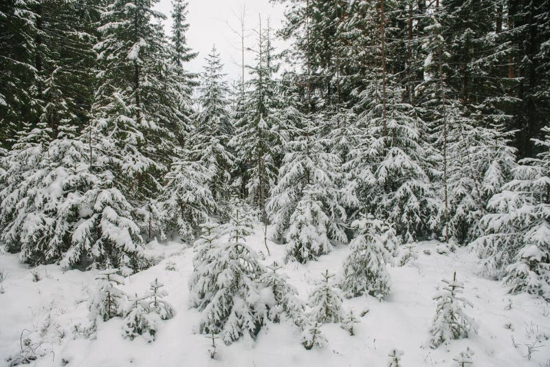 Northern forest stock image. Image of frosty, beauty - 200071427