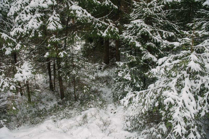 Northern forest stock image. Image of climate, pine - 200071467