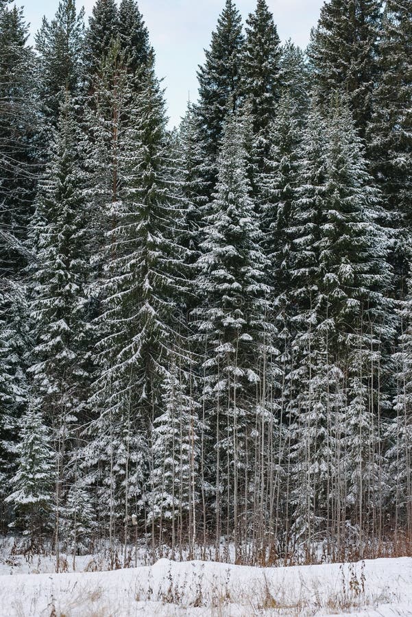 Northern forest stock image. Image of forest, nordic - 200198229