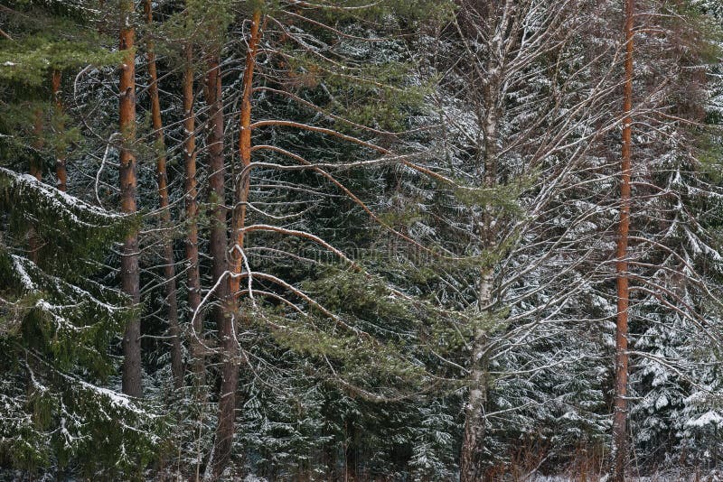 Northern forest stock image. Image of frosty, color - 200198259