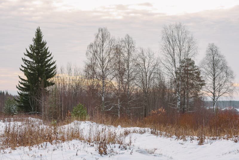 Northern forest stock photo. Image of forest, december - 200198600