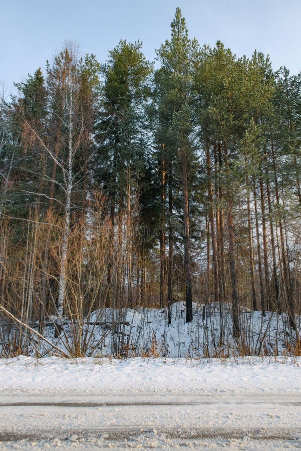 Northern forest stock image. Image of road, forest, december - 200198753