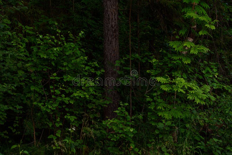 The Northern forest trees stock photo. Image of grove - 251409756