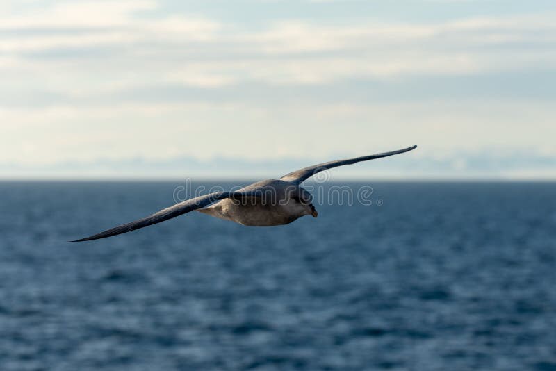 Northern Fulmar Flying Above Arctic Sea on Svalbard Stock Image - Image ...