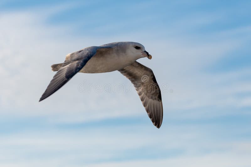 Northern Fulmar Flying Above Arctic Sea on Svalbard Stock Image - Image ...