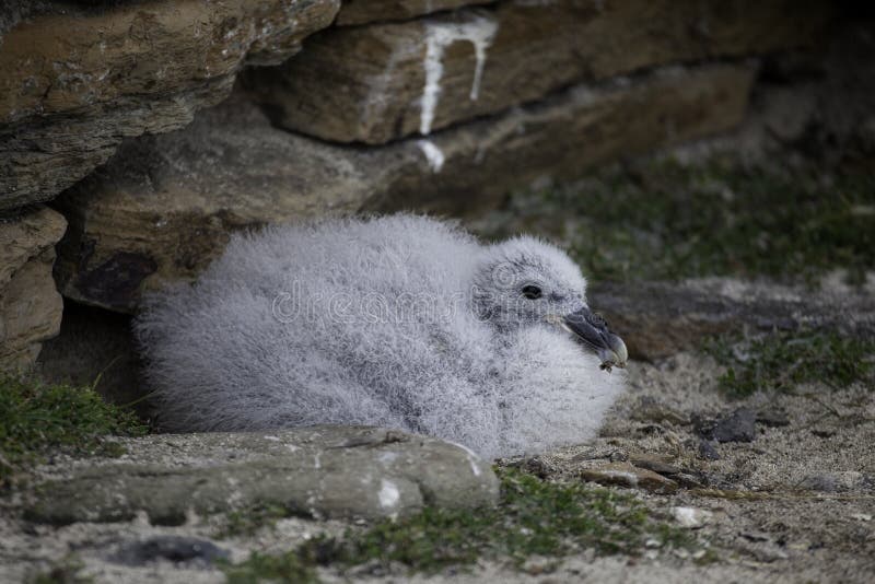 Fulmar Chick (Fulmarus Glacialis) Stock Photo - Image of glacialis ...