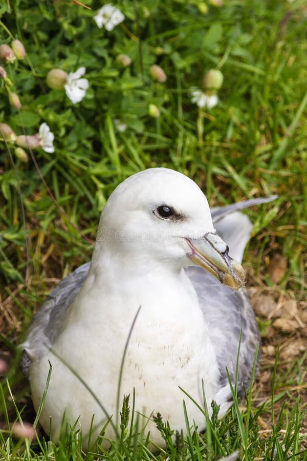 Northern Fulmar Nesting with Blooming Flowers Stock Photo - Image of ...