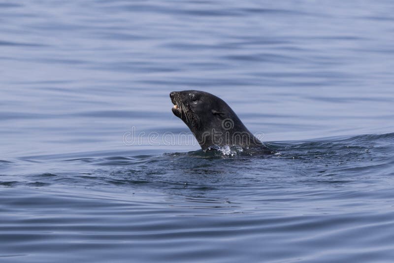 Northern Fur Seal Floating in the Water in Pacific Ocean Stock Photo ...