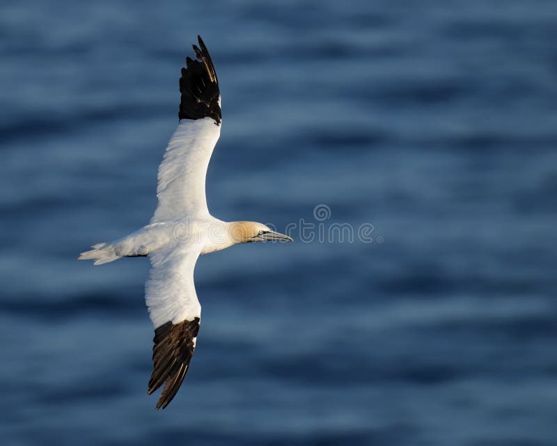 A Northern Gannet Morus Bassanus in Flight Hunting for Fish Far Out in ...