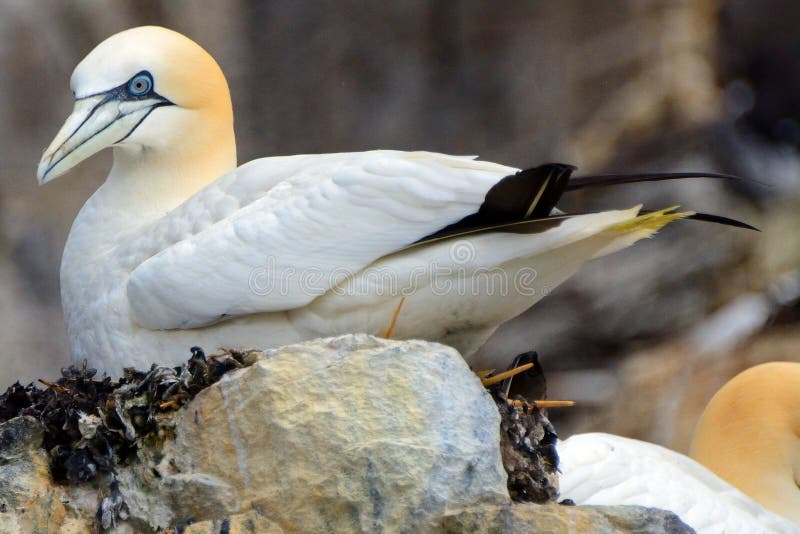 Northern Gannet, Bass Rock, Scotland Stock Image - Image of gannet ...