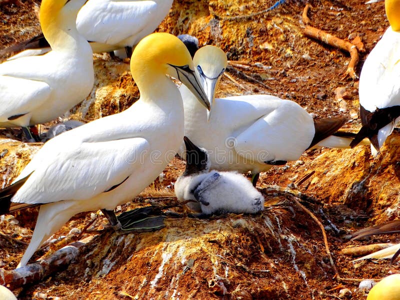 Northern Gannet Bird stock image. Image of feathers - 171773867