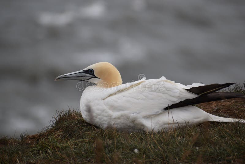 Northern Gannet Bird Perching on Grass Stock Image - Image of park ...