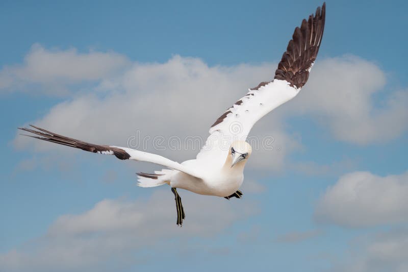 Northern Gannet in Flight Against Blue Sky Stock Image - Image of blue ...
