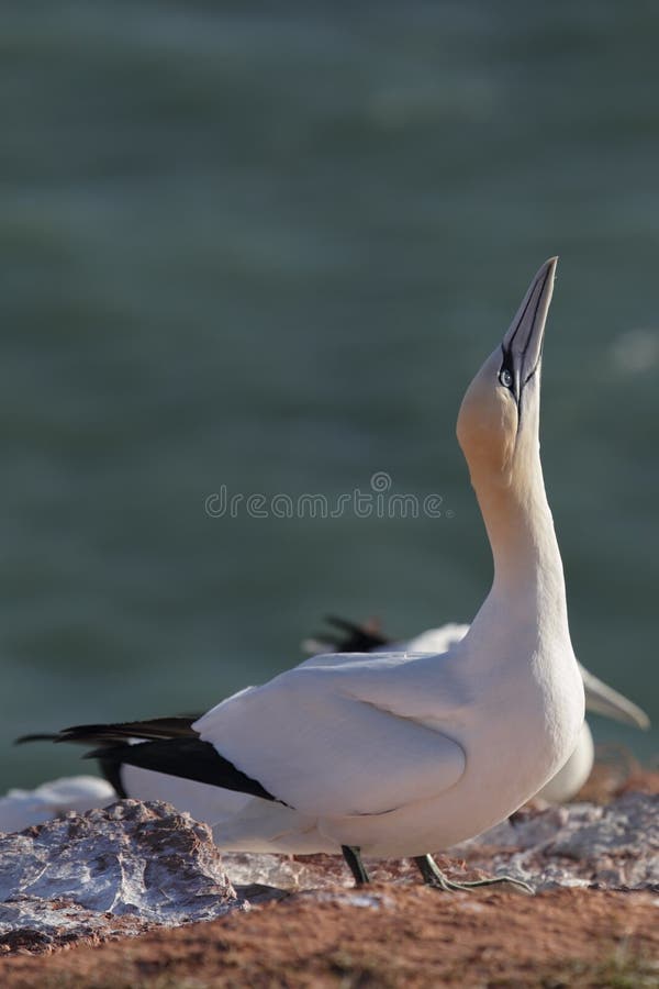 Northern Gannet (Morus Bassanus) Stock Photo - Image of skypointing ...