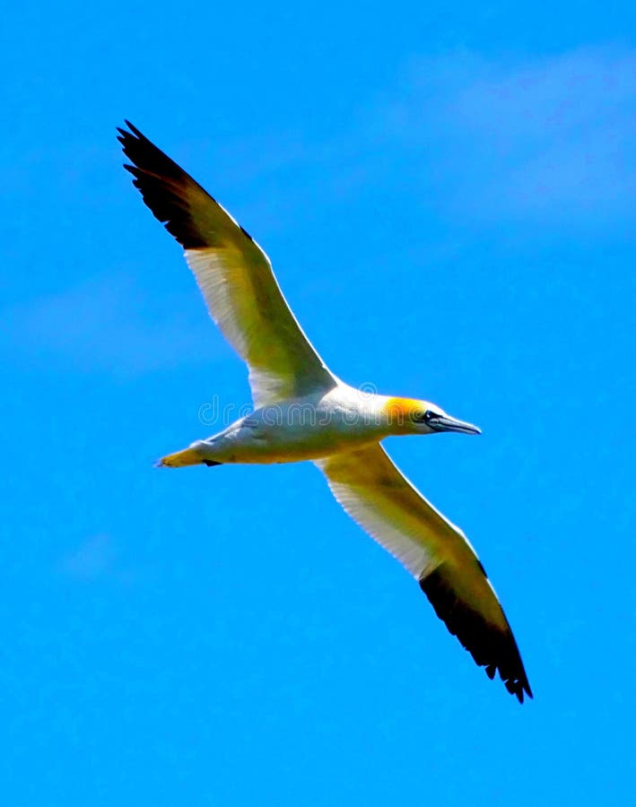 Northern Gannet Bird stock image. Image of black, birds - 171773893