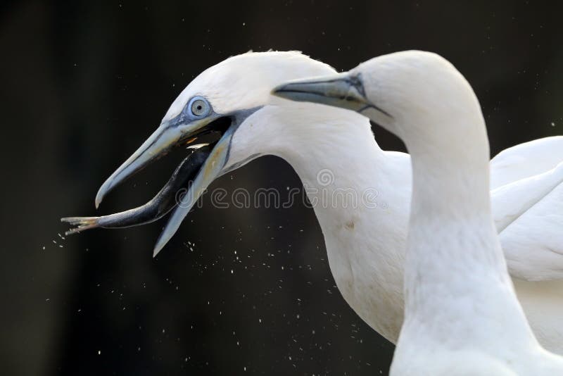 Northern gannet stock image. Image of action, eating - 105017571