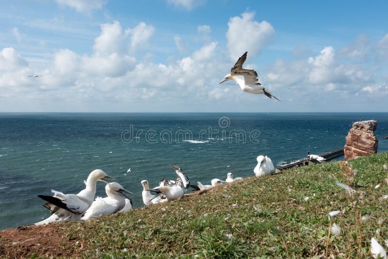 Northern Gannets, Helgoland, Germany Stock Image - Image of north ...