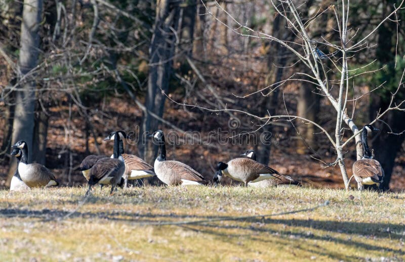 Northern geese grazing stock image. Image of forest - 272704843