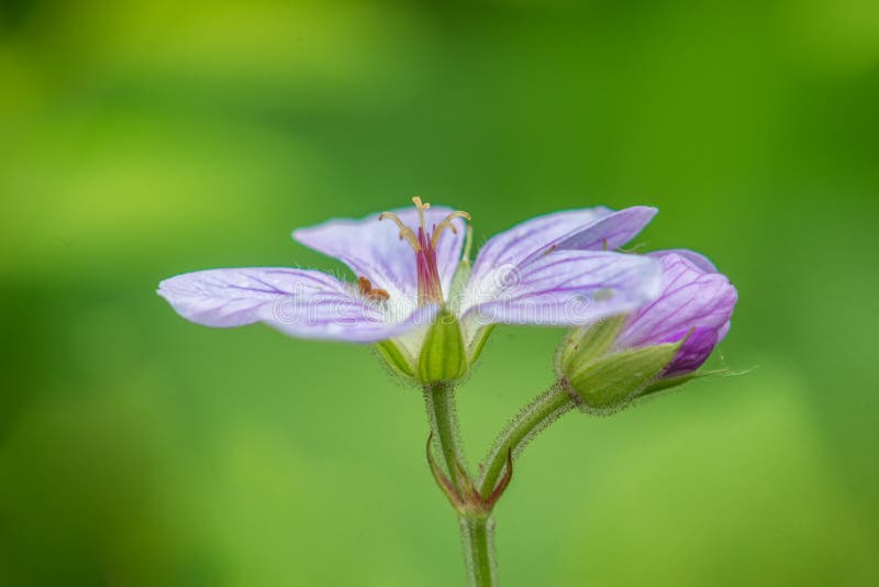Northern Geranium & X28;Geranium Erianthum& X29; Stock Photo - Image of ...