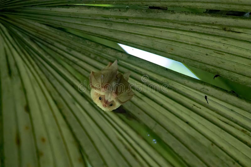 Northern Ghost Bat, Diclidurus Albus, Under a Palm Leaf Stock Image ...