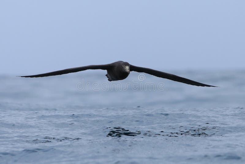 Northern Giant Petrel, Macronectes Halli, Flying Stock Image - Image of ...