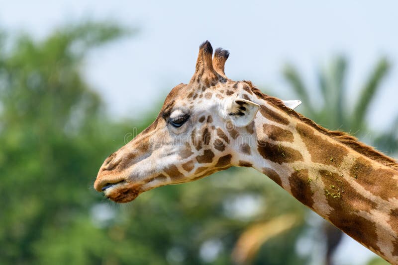 Northern Giraffe Giraffa Camelopardalis Stock Image - Image of ...