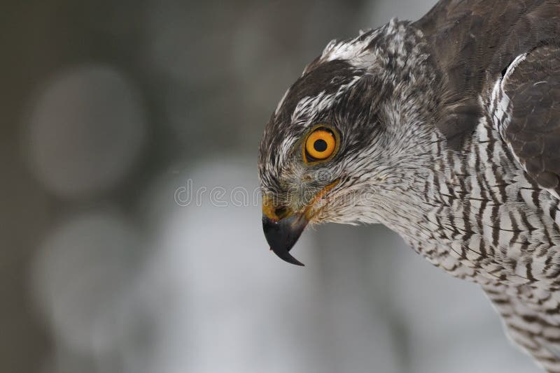Northern Goshawk stock photo. Image of bird, white, talon - 24014810