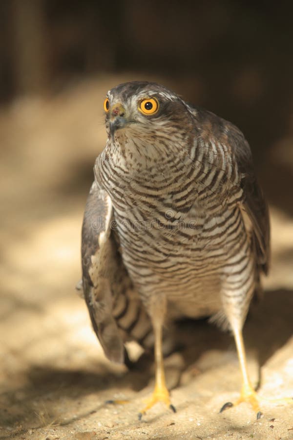 Northern goshawk stock photo. Image of accipiter, prey - 27167642