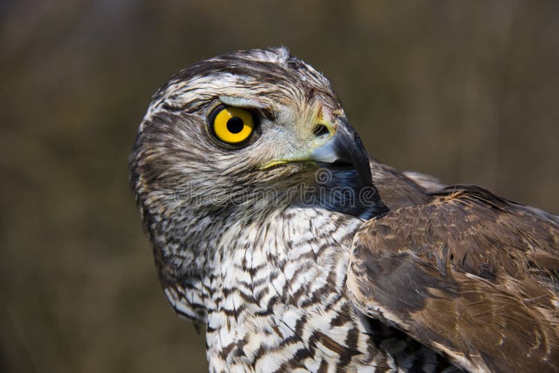 Northern Goshawk (Accipiter Gentilis) Stock Photo - Image of northern ...