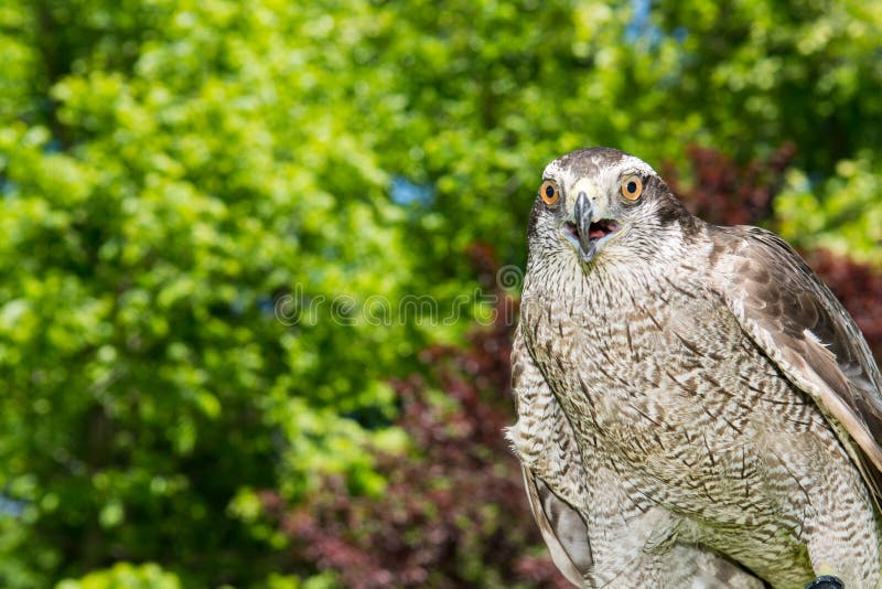 Northern Goshawk Baby stock image. Image of curious, bright - 42202221