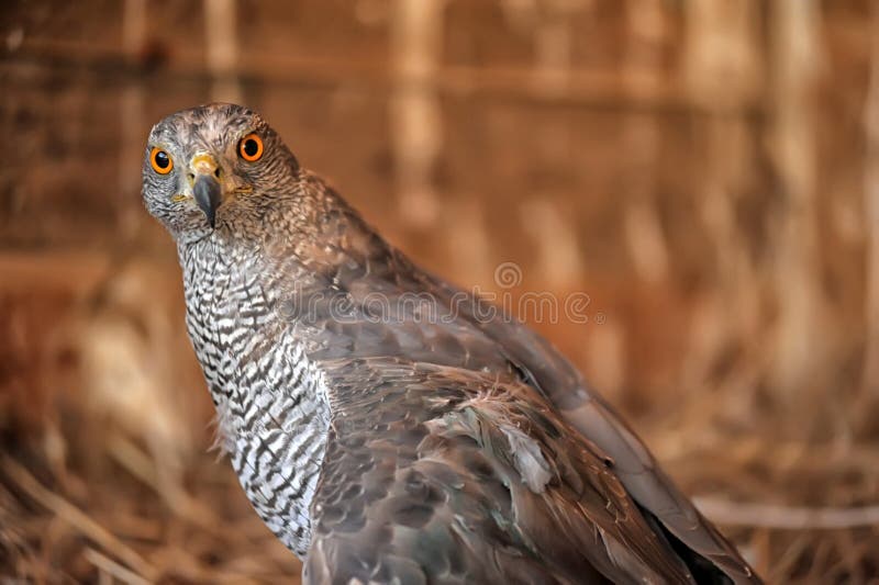 Goshawk stock image. Image of black, look, hunter, carnivore - 30059291