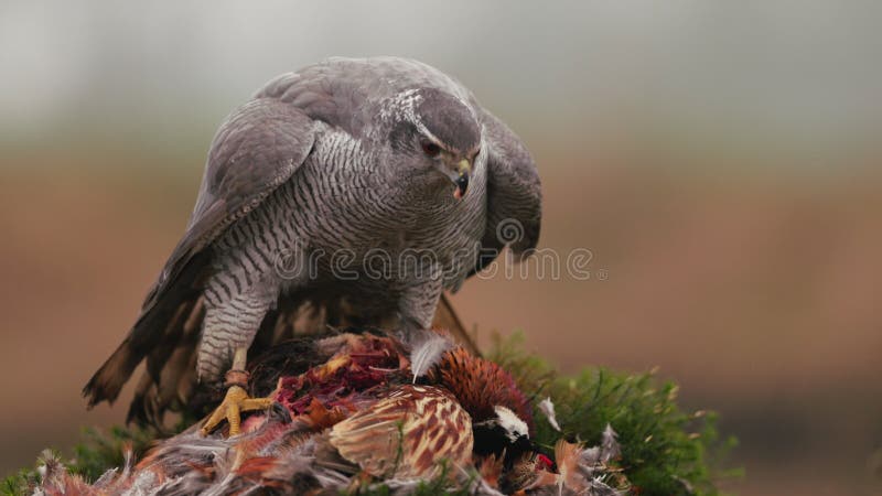 Northern Goshawk Devouring Its Prey, Its Sharp Gaze Locked in Focus ...