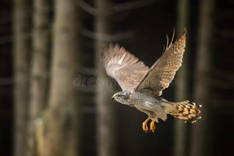 Goshawk - Accipiter Gentilis Stock Photo - Image of europe, czech ...