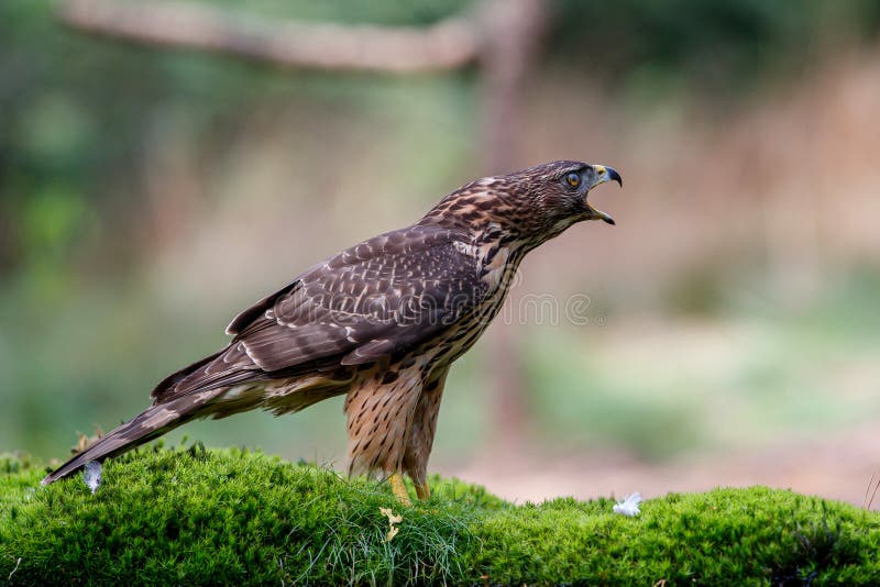 Northern goshawk juvenile stock photo. Image of environment - 162693278