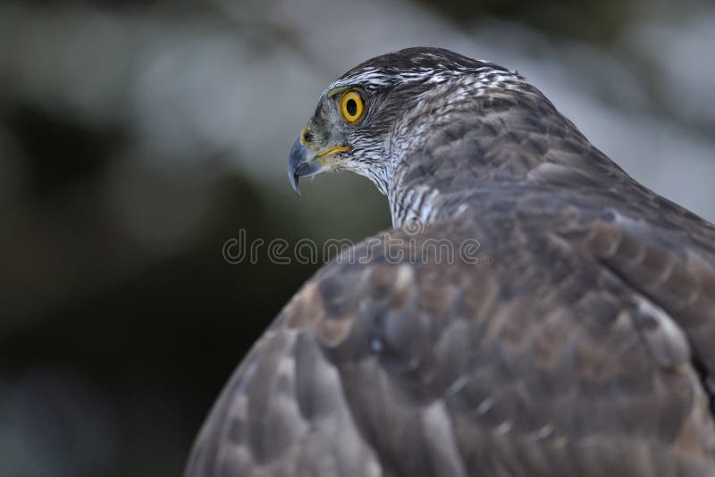 8,147 Animal Back Side Stock Photos - Free & Royalty-Free Stock Photos ...