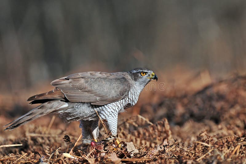 Northern goshawk stock photo. Image of common, falcon - 48152816