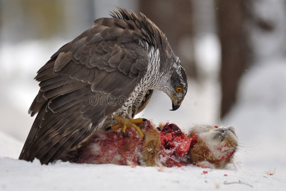 Northern Goshawk Sitting on Dead Rabbit Stock Photo - Image of claw ...