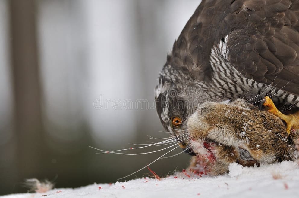 Northern Goshawk Sitting on Dead Rabbit Stock Image - Image of gentilis ...