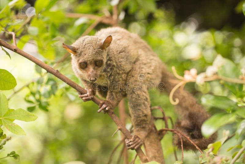 Northern Greater Galago, on a Branch during the Daytime Stock Photo ...