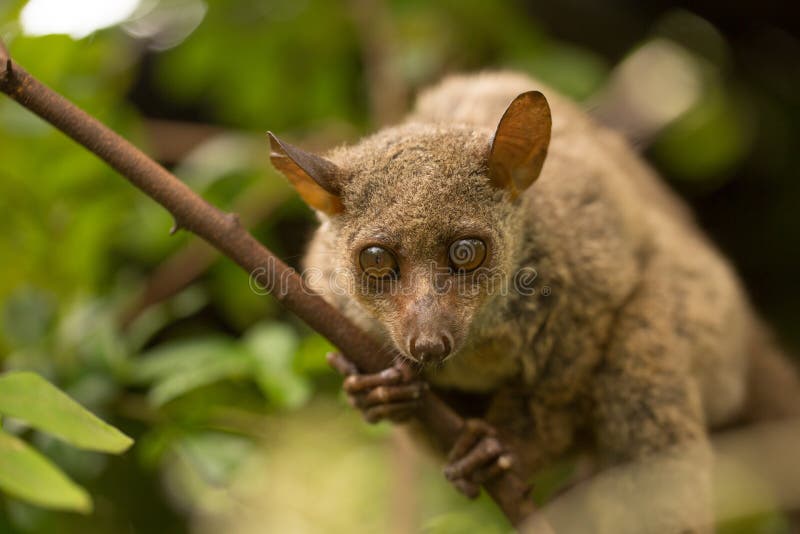 Northern Greater Galago - Otolemur Garnettii Also Garnett Greater ...