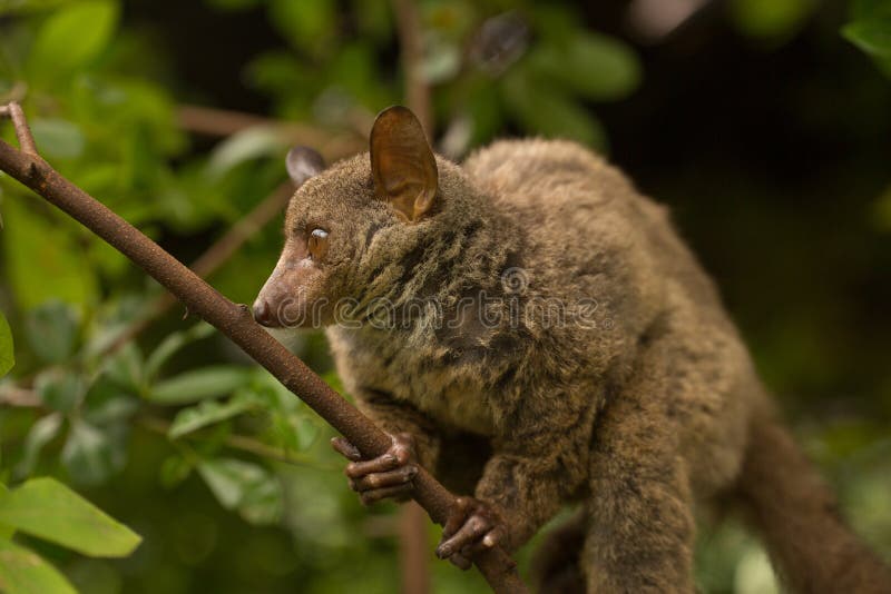 Northern Greater Galago, on a Branch during the Daytime Stock Photo ...