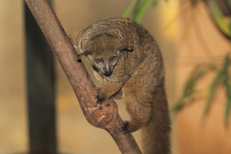 Greater Galago Otolemur Garnettii in the Bush at Night Stock Photo ...