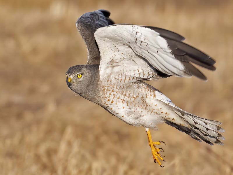 Northern Harrier Aka Gray Ghost Stock Image - Image of wildlife, circus ...