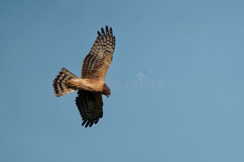 Northern Harrier Bird Flying Against a Blue Sky. Stock Image - Image of ...