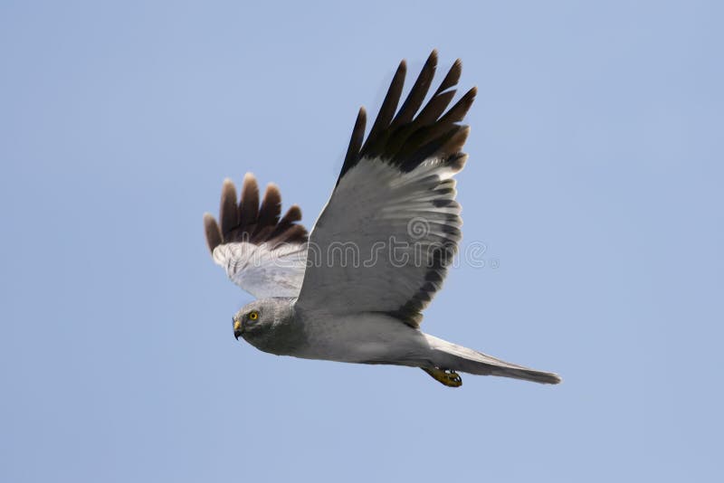 Northern Harrier stock photo. Image of nature, white - 63684788