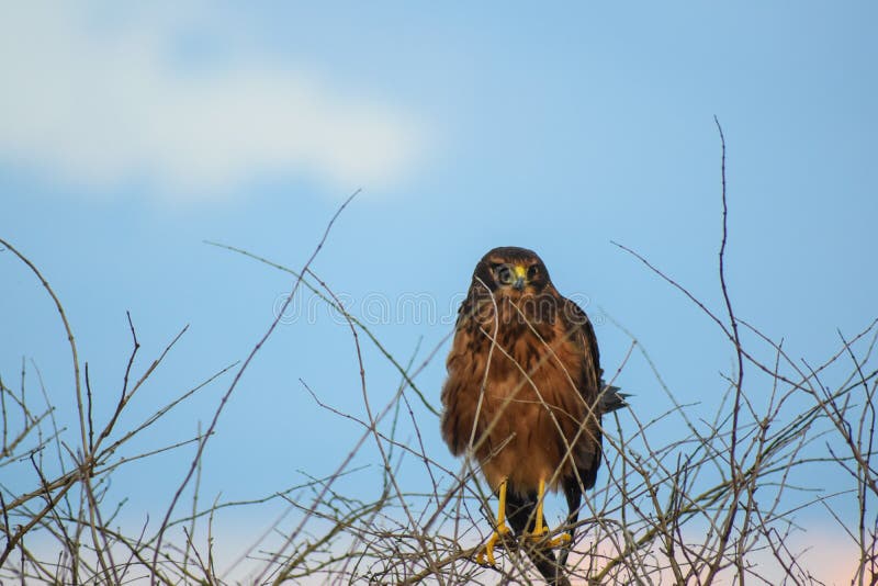 Northern Harrier stock image. Image of bush, large, hunting - 75139307