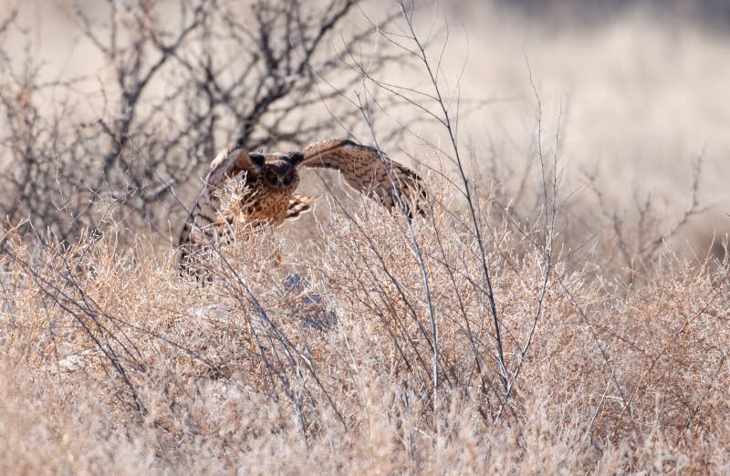 Northern harrier in flight stock image. Image of national - 16388877