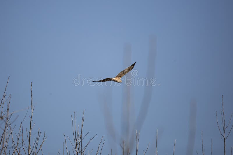 Northern Harrier in Flight stock photo. Image of natural - 253431846