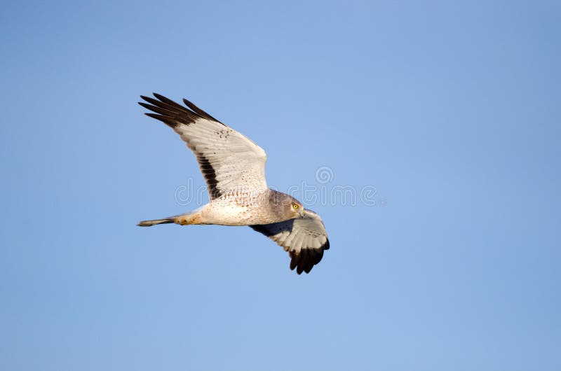 Northern Harrier in Flight, Marsh Hawk Stock Photo - Image of male ...