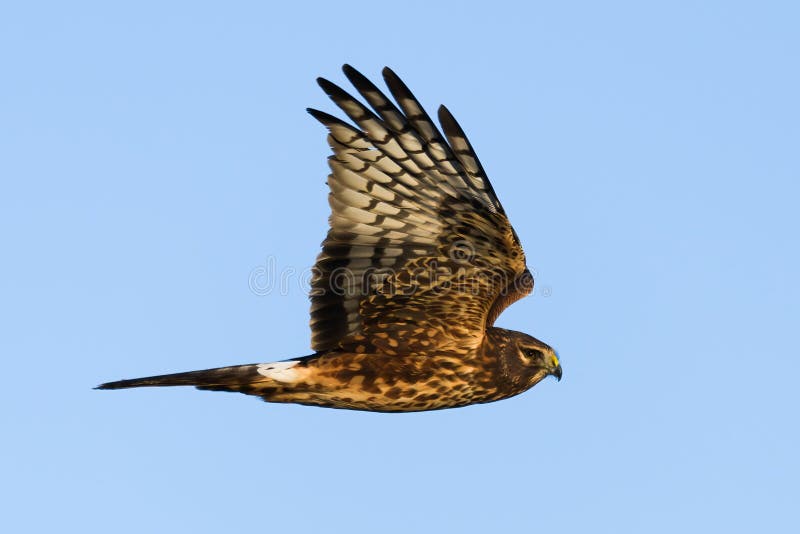 Northern Harrier in Flight with Wings Extended Vertically Stock Photo ...